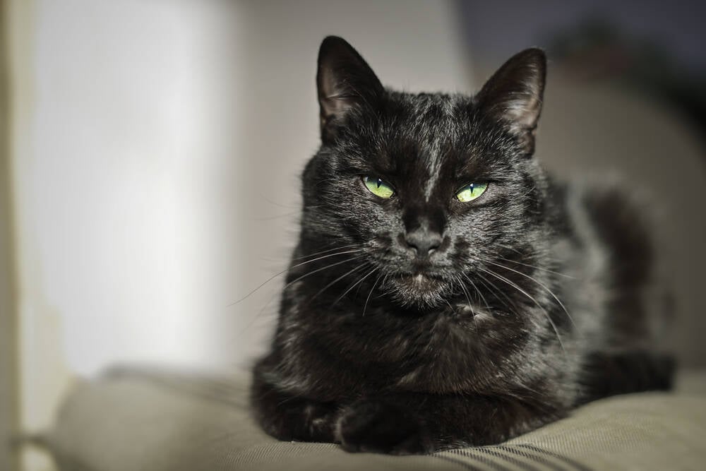 ALPHV/BlackCat claims responsibility for Change Healthcare attack ... ALPHV/BlackCat claims responsibility for Change Healthcare attack ...